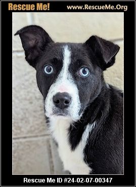 - Georgia Border Collie Rescue - ADOPTIONS - Rescue Me!