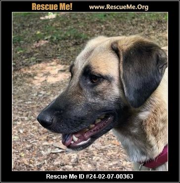 - North Carolina Dog Rescue - ADOPTIONS - Rescue Me!