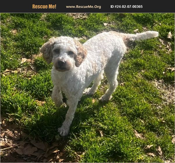 ADOPT 24020700365 ~ Poodle Rescue ~ Smyrna, GA