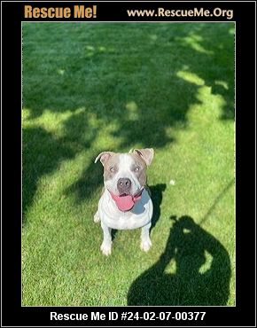 - Colorado Dog Rescue - ADOPTIONS - Rescue Me!