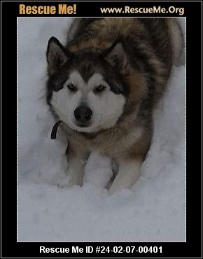 - Ohio Siberian Husky Rescue - ADOPTIONS - Rescue Me!