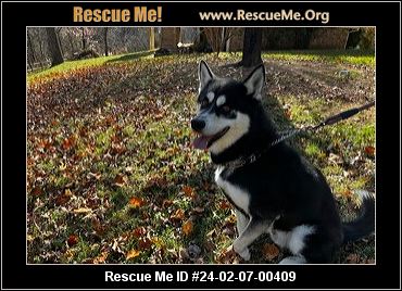 - Virginia Siberian Husky Rescue - ADOPTIONS - Rescue Me!