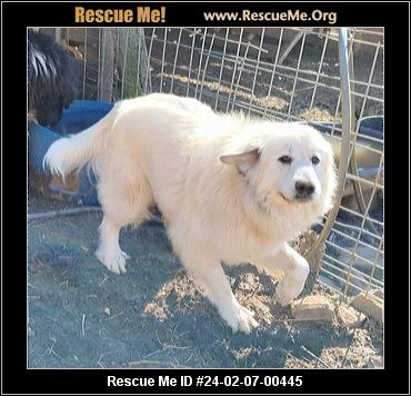 - North Carolina Dog Rescue - ADOPTIONS - Rescue Me!