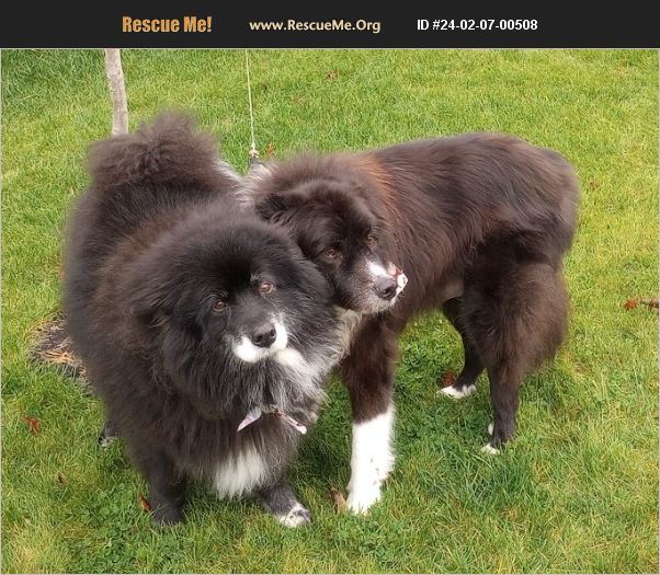 ADOPT 24020700508 ~ Border Collie Rescue ~ Tacoma, WA