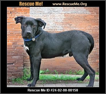 - Ohio Dog Rescue - ADOPTIONS - Rescue Me!
