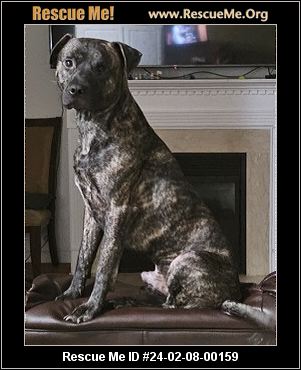 - Missouri Dog Rescue - ADOPTIONS - Rescue Me!