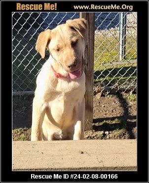 - Ohio Dog Rescue - ADOPTIONS - Rescue Me!