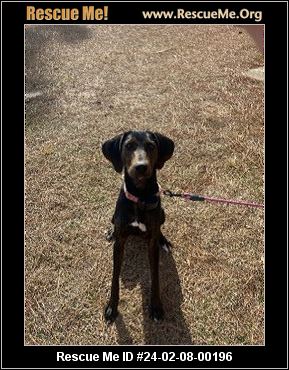 - North Carolina Dog Rescue - ADOPTIONS - Rescue Me!