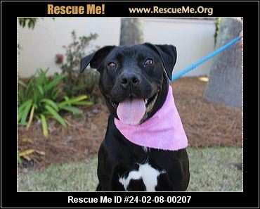 - Georgia Dog Rescue - ADOPTIONS - Rescue Me!