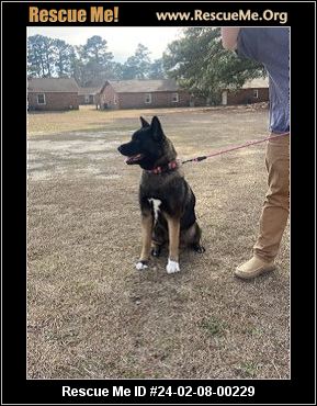 - North Carolina Dog Rescue - ADOPTIONS - Rescue Me!