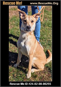 - Georgia Dog Rescue - ADOPTIONS - Rescue Me!