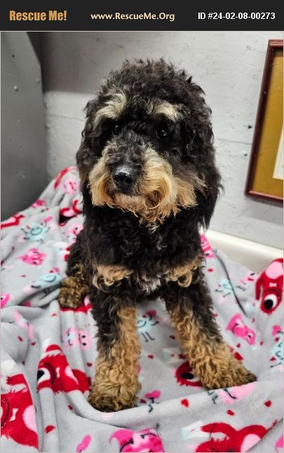 ADOPT 24020800273 ~ Bernese Mountain Dog Rescue ~ Denver, IN