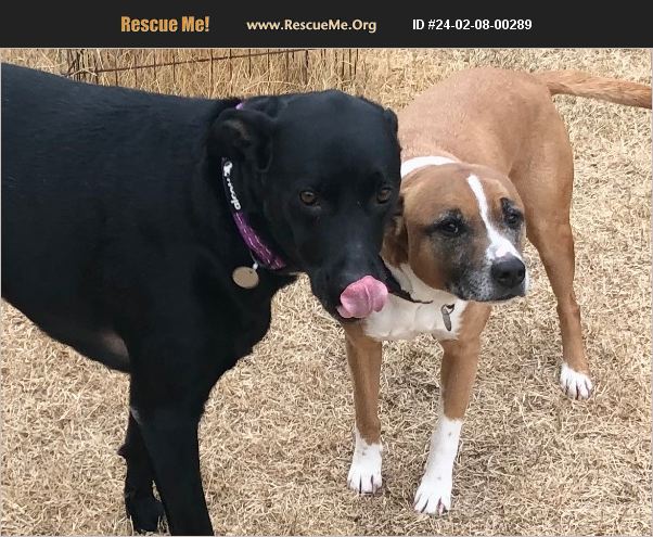 ADOPT 24020800289 ~ Boxer Rescue ~ Scottsdale, AZ