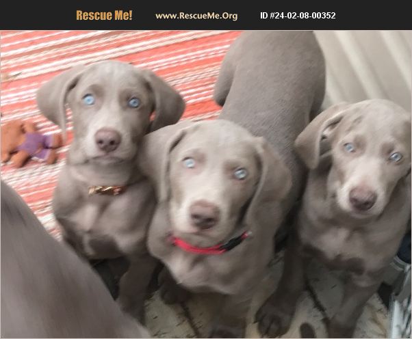 ADOPT 24020800352 ~ Weimaraner Rescue ~ Bailey, NC