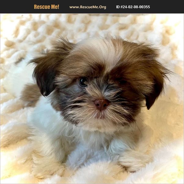 ADOPT 24020800355 ~ Shih Tzu Rescue ~ Parker, CO