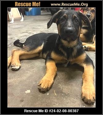 - Virginia German Shepherd Rescue - ADOPTIONS - Rescue Me!