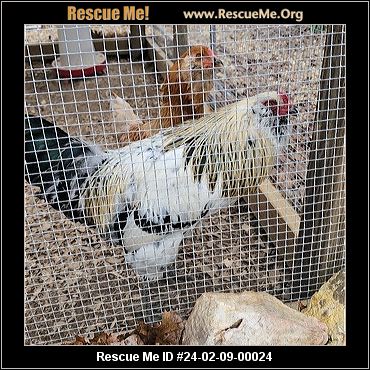 - Alabama Farm Animal Rescue - ADOPTIONS - Rescue Me!
