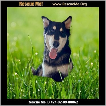 - Arizona Mutt Rescue - ADOPTIONS - Rescue Me!