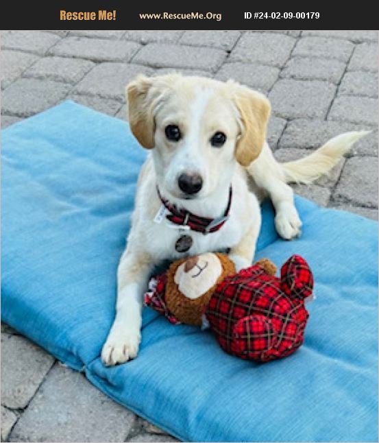 ADOPT 24020900179 ~ Corgi Rescue ~ Scottsdale, AZ