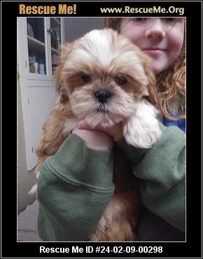 - Colorado Lhasa Apso Rescue - ADOPTIONS - Rescue Me!