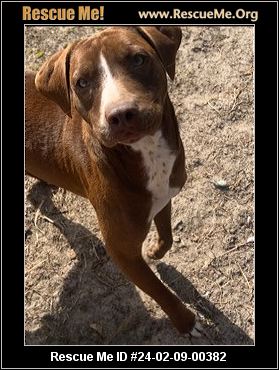 - Georgia Dog Rescue - ADOPTIONS - Rescue Me!