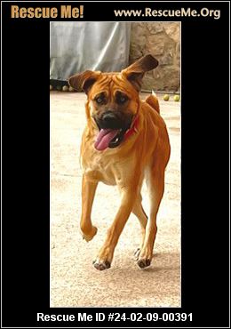 - Texas Mutt Rescue - ADOPTIONS - Rescue Me!