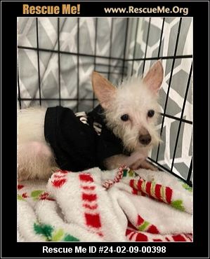 - Illinois Maltese Rescue - ADOPTIONS - Rescue Me!