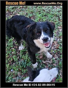 - Florida Border Collie Rescue - ADOPTIONS - Rescue Me!
