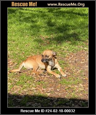 - Texas Mutt Rescue - ADOPTIONS - Rescue Me!