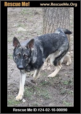 - Indiana German Shepherd Rescue - ADOPTIONS - Rescue Me!