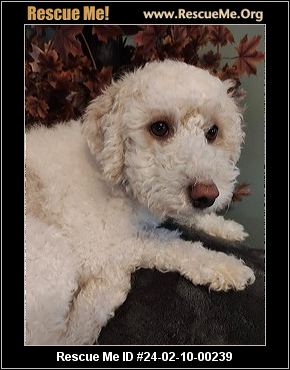 - Pennsylvania Poodle Rescue - ADOPTIONS - Rescue Me!