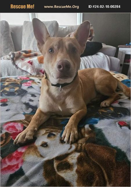 ADOPT 24021000284 ~ Corgi Rescue ~ new london, WI