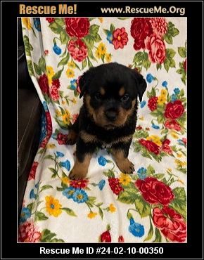 - Oregon Rottweiler Rescue - ADOPTIONS - Rescue Me!