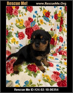 - Oregon Rottweiler Rescue - ADOPTIONS - Rescue Me!