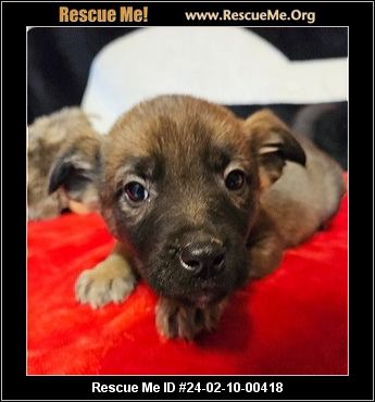 - Georgia Dog Rescue - ADOPTIONS - Rescue Me!