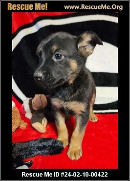 - Georgia Dog Rescue - ADOPTIONS - Rescue Me!