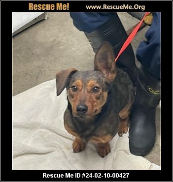 - Texas Mutt Rescue - ADOPTIONS - Rescue Me!