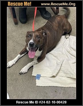 - Texas Mutt Rescue - ADOPTIONS - Rescue Me!