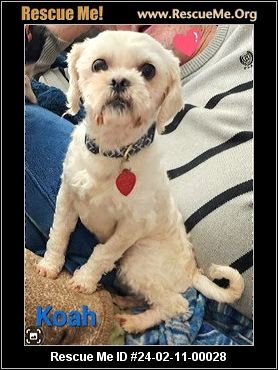 - Pennsylvania Poodle Rescue - ADOPTIONS - Rescue Me!