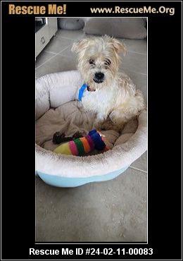- Florida Maltese Rescue - ADOPTIONS - Rescue Me!