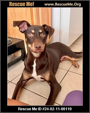 - New Jersey Dog Rescue - ADOPTIONS - Rescue Me!