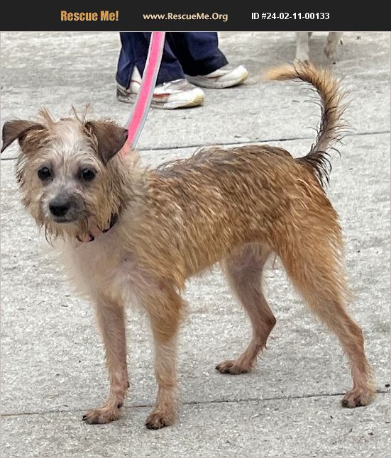 ADOPT 24021100133 ~ Norfolk Terrier Rescue ~ Fort Myers, FL