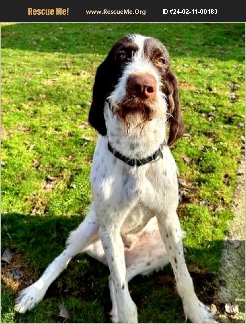 ADOPT 24021100183 ~ German Wirehaired Pointer Rescue ~ Des Moines, WA