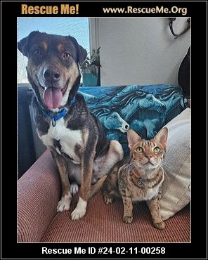 - Saving Dobermankind Animal Rescue - Fountain, CO - AVAILABLE PETS