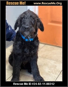 - New Jersey Dog Rescue - ADOPTIONS - Rescue Me!