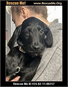 - New Jersey Dog Rescue - ADOPTIONS - Rescue Me!