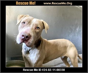 - California Pit Bull Rescue - ADOPTIONS - Rescue Me!