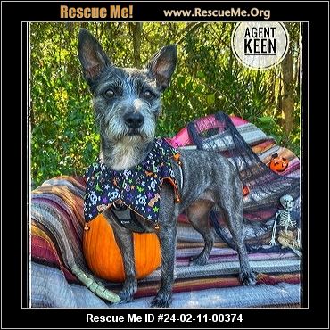- Florida Schnauzer Rescue - ADOPTIONS - Rescue Me!