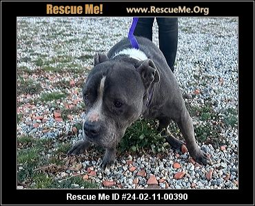 - Washington Dog Rescue - ADOPTIONS - Rescue Me!