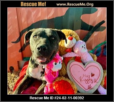- Colorado Lab Rescue - ADOPTIONS - Rescue Me!